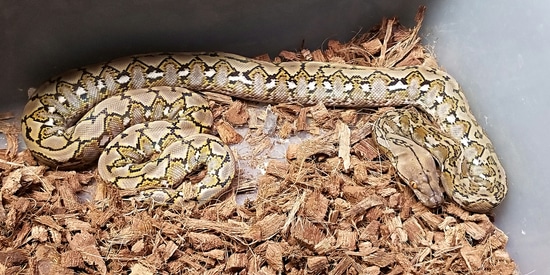 Kalaotoa Superdwarf Reticulated Python by Hourglass Reptiles