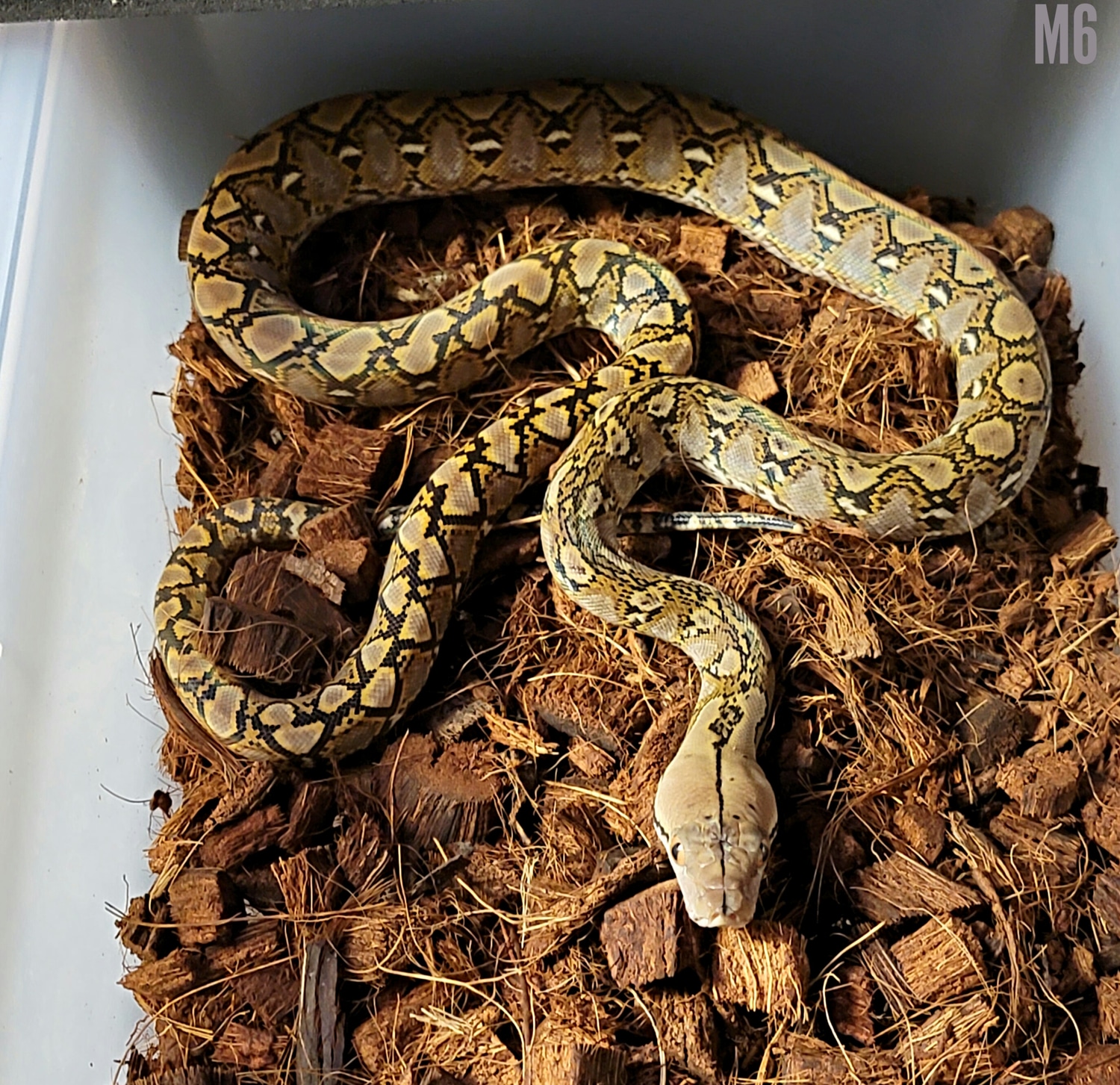 75% Superdwarf Reticulated Python by Hourglass Reptiles - MorphMarket