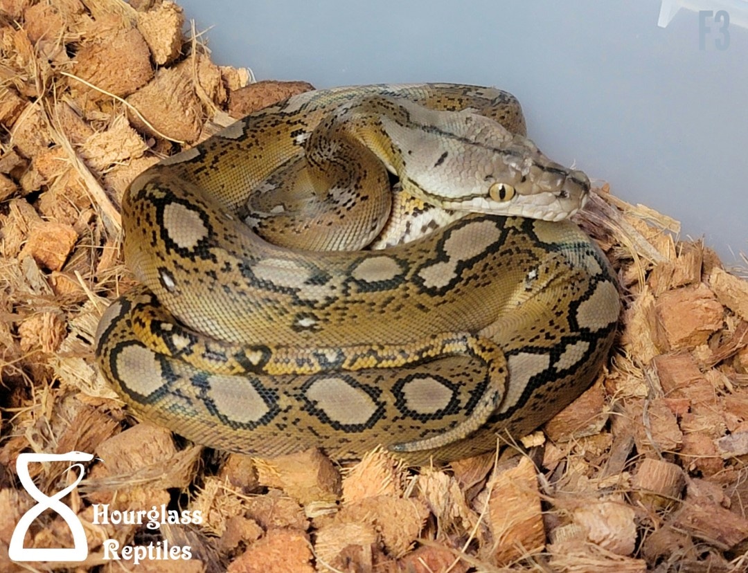 Motley 100% Het Indo Caramel Het Anthrax Reticulated Python by ...