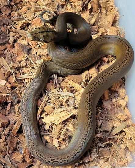 Golden Child 50% Poss Het Orange Ghost Stripe Reticulated Python by ...