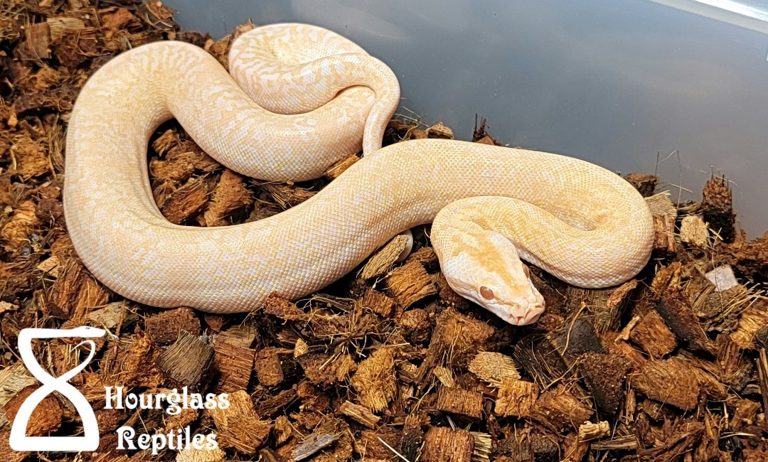 Albino Granite Burmese Python by Hourglass Reptiles - MorphMarket