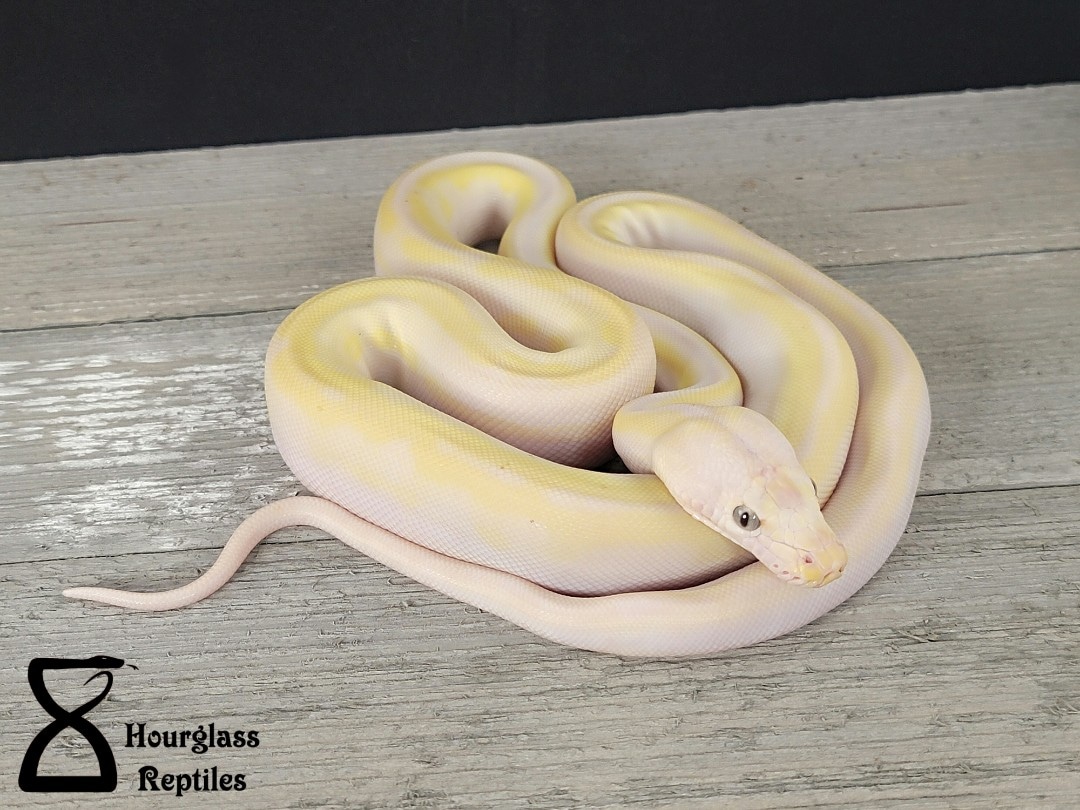 Cow Reticulated Python by Hourglass Reptiles - MorphMarket