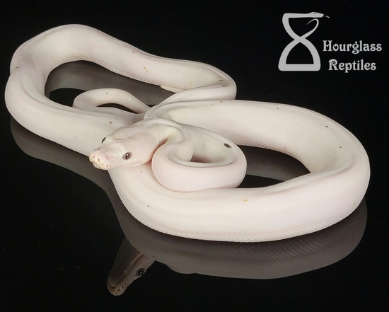 Goldenchild Cow Reticulated Python by Hourglass Reptiles