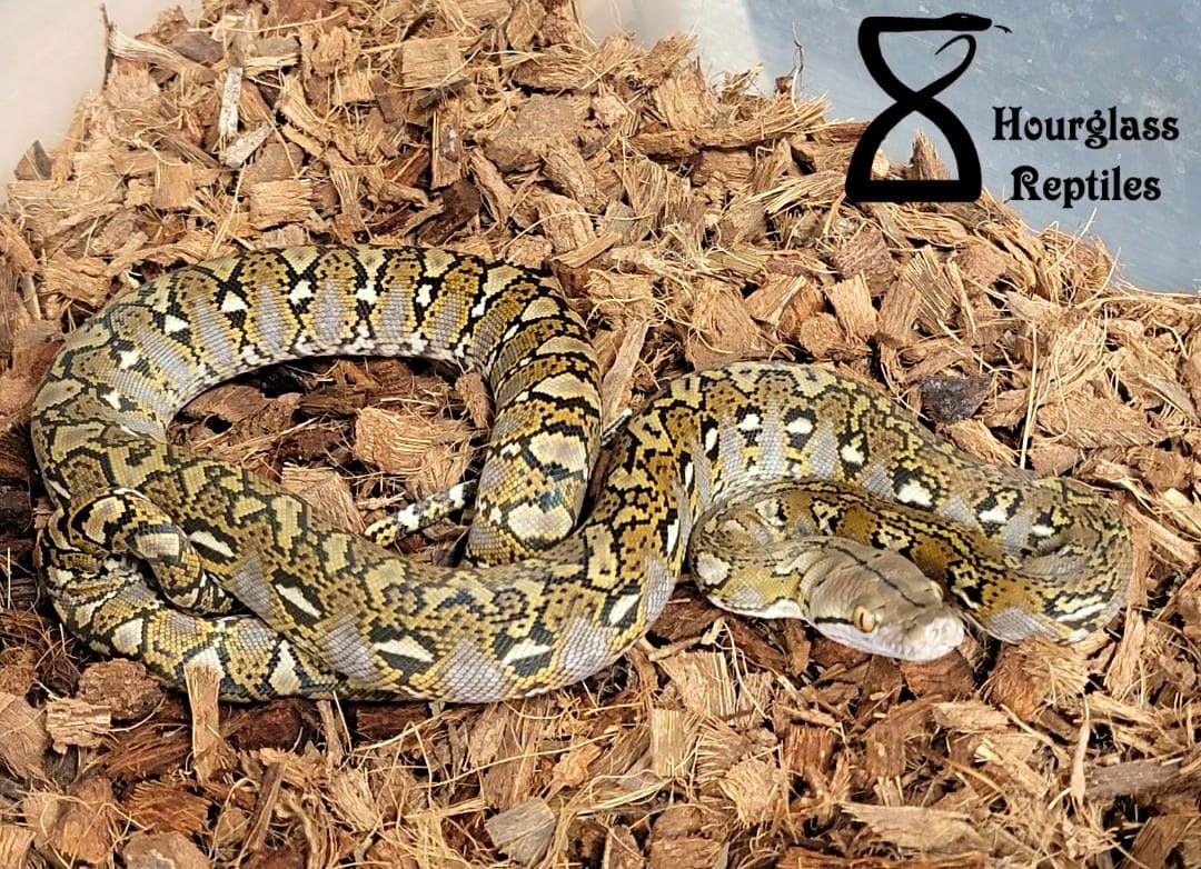 50% Kalaotoa Super Dwarf Het Anthrax Reticulated Python by Hourglass ...