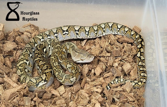 50% Kalaotoa Super Dwarf Het Anthrax Reticulated Python by Hourglass ...