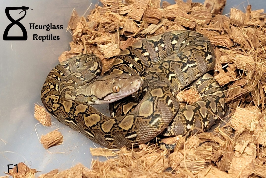 75% Superdwarf Reticulated Python by Hourglass Reptiles - MorphMarket