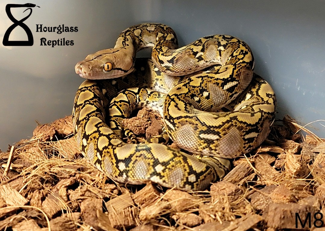 75% Superdwarf Reticulated Python by Hourglass Reptiles - MorphMarket