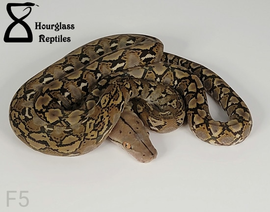 75% Superdwarf Reticulated Python by Hourglass Reptiles