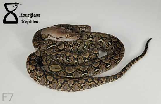 75% Superdwarf, 50% Kalatoa, 25% Unknown Local Superdwarf Reticulated ...