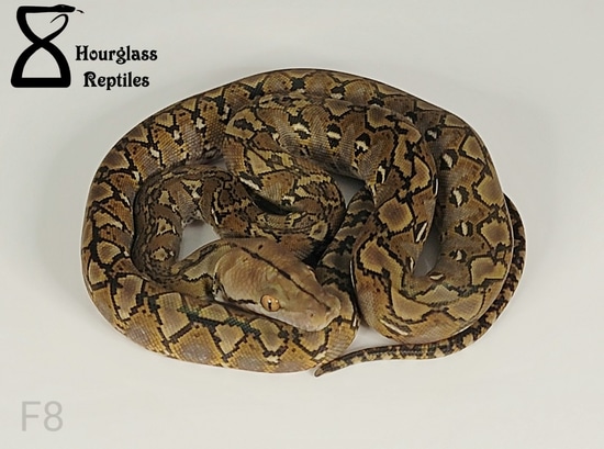 75% Superdwarf, 50% Kalatoa, 25% Unknown Local Superdwarf Reticulated ...