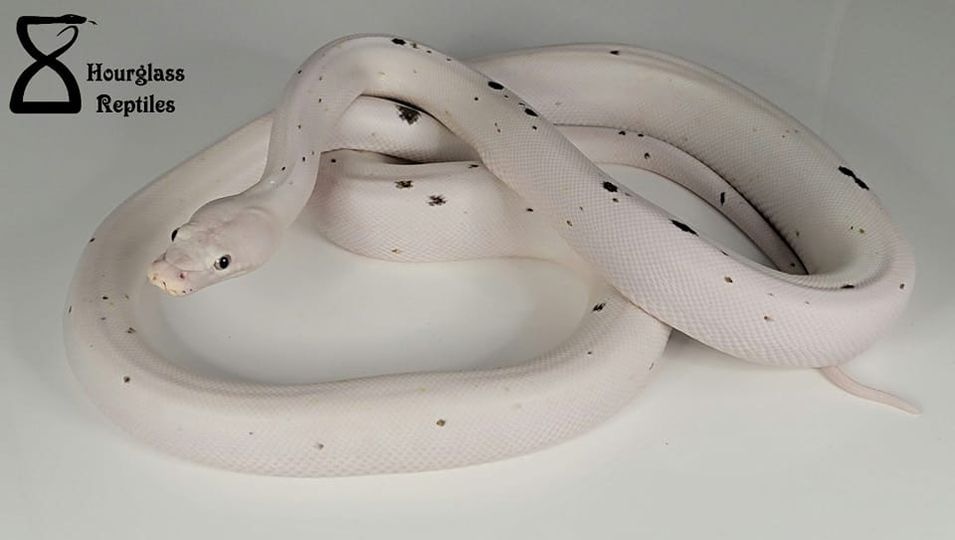 Goldenchild Cow Reticulated Python by Hourglass Reptiles - MorphMarket