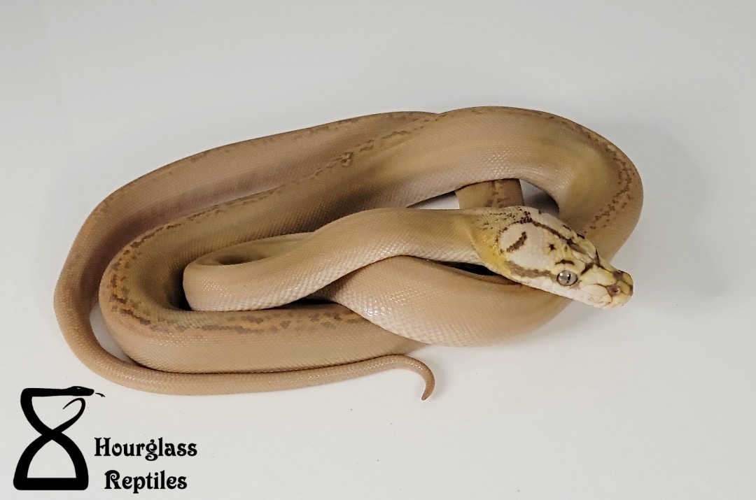 Motley Goldenchild Orange Glow Reticulated Python by Hourglass Reptiles ...