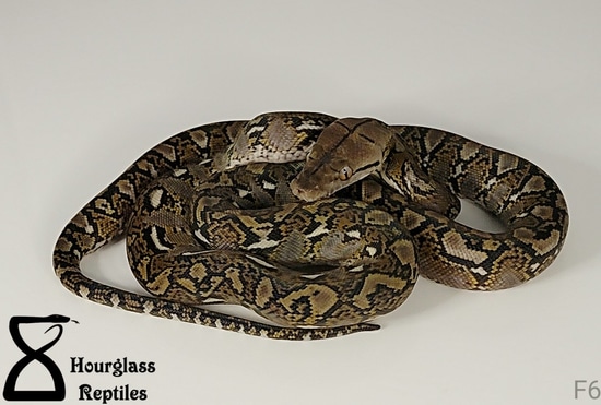 50% Kalaotoa Super Dwarf Het Anthrax Reticulated Python by Hourglass ...
