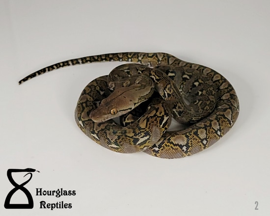 50% Kalaotoa Super Dwarf Het Anthrax Reticulated Python by Hourglass ...