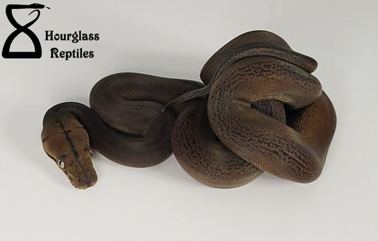 Golden Child 50% Het Orange Ghost Stripe Reticulated Python by ...