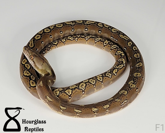 Phantom Reticulated Python by Hourglass Reptiles