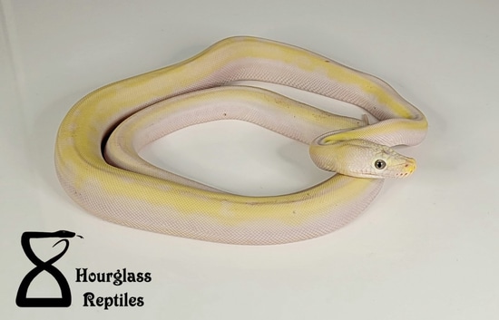 Cow Reticulated Python by Hourglass Reptiles