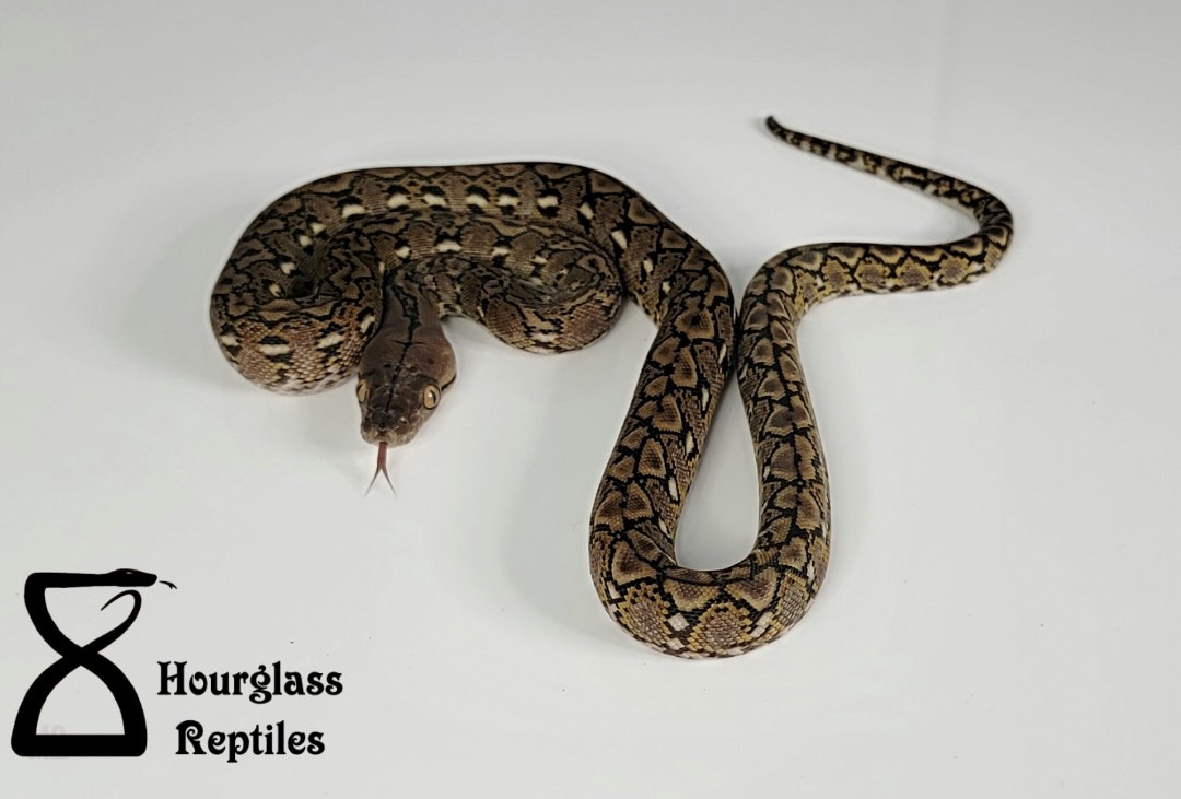 F2 Kalaotoa Superdwarf Reticulated Python by Hourglass Reptiles ...