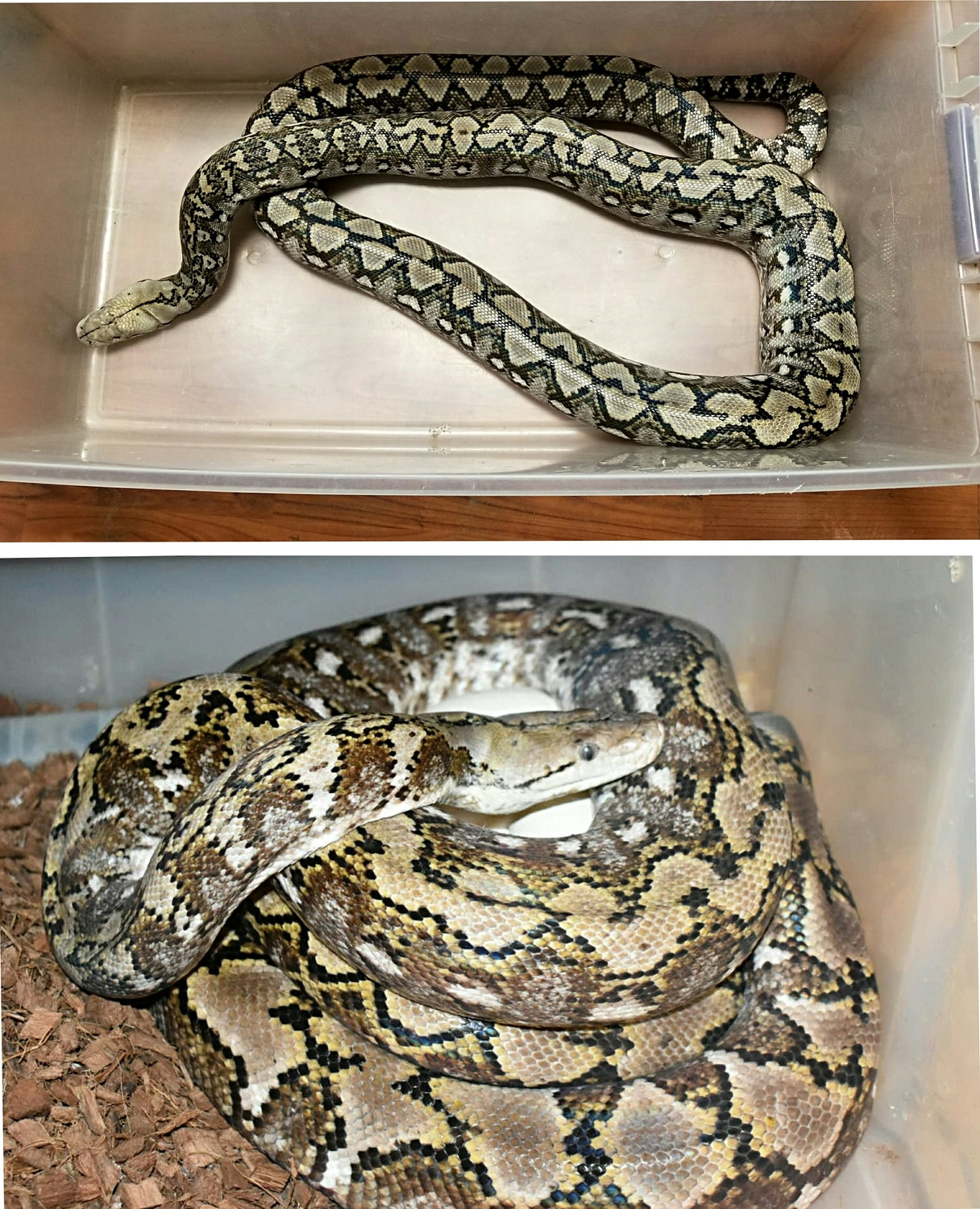F2 Kalaotoa Superdwarf Reticulated Python by Hourglass Reptiles ...