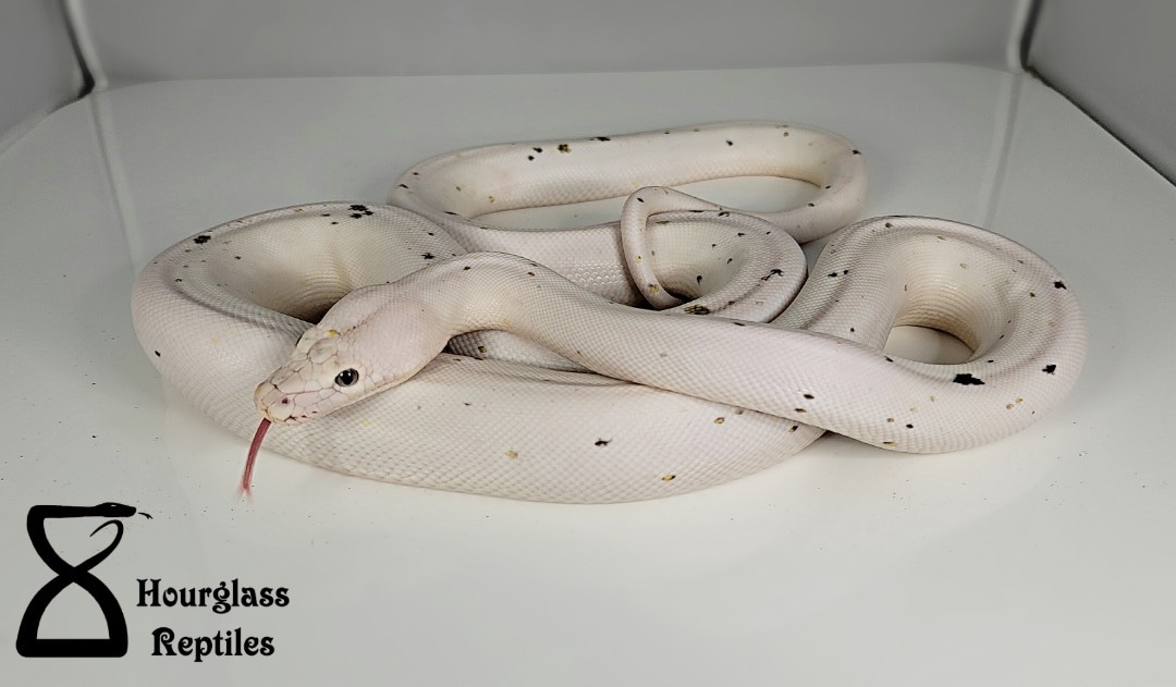 SALE! Goldenchild Cow Reticulated Python by Hourglass Reptiles ...