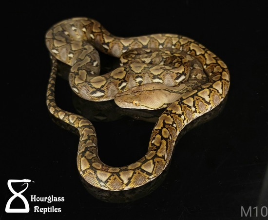 75% Superdwarf, 50% Kalatoa, 25% Unknown Local Superdwarf Reticulated ...