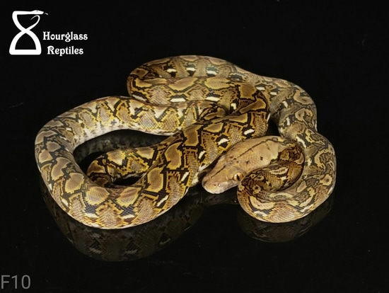 75% Superdwarf, 50% Kalatoa, 25% Unknown Local Superdwarf Reticulated ...