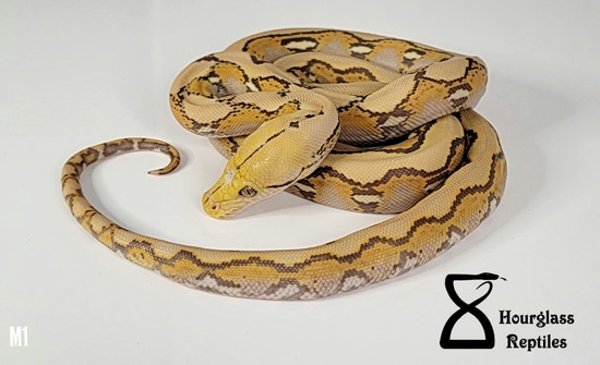 Orangeglow Reticulated Python by Hourglass Reptiles