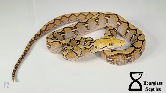 Orangeglow Reticulated Python by Hourglass Reptiles