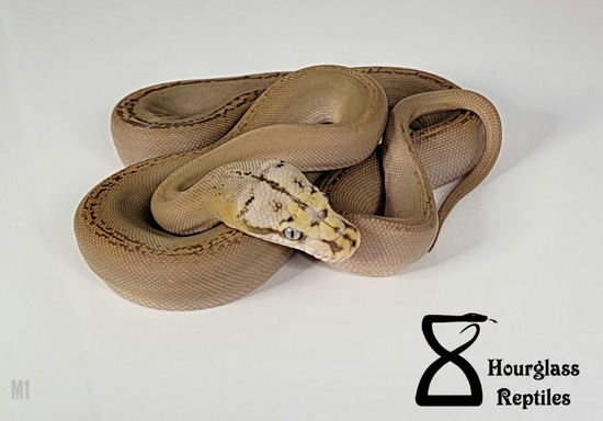 Goldenchild Motley Orangeglow Reticulated Python by Hourglass Reptiles