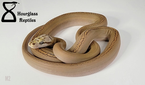 Goldenchild Motley Orangeglow Reticulated Python by Hourglass Reptiles