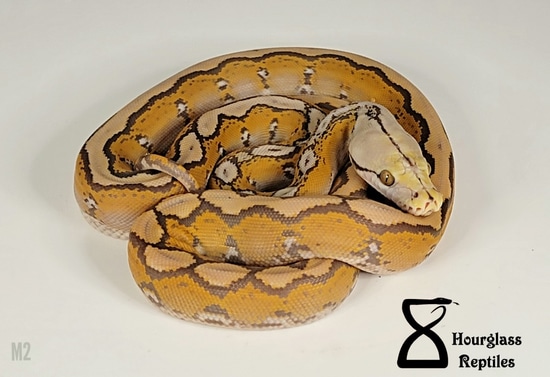 Motley Orangeglow Reticulated Python by Hourglass Reptiles