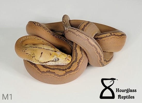 Goldenchild Orangeglow Reticulated Python by Hourglass Reptiles