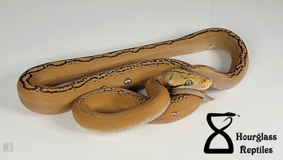 Goldenchild Orangeglow Reticulated Python by Hourglass Reptiles