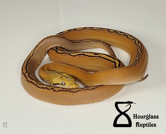 Goldenchild Orangeglow Reticulated Python by Hourglass Reptiles