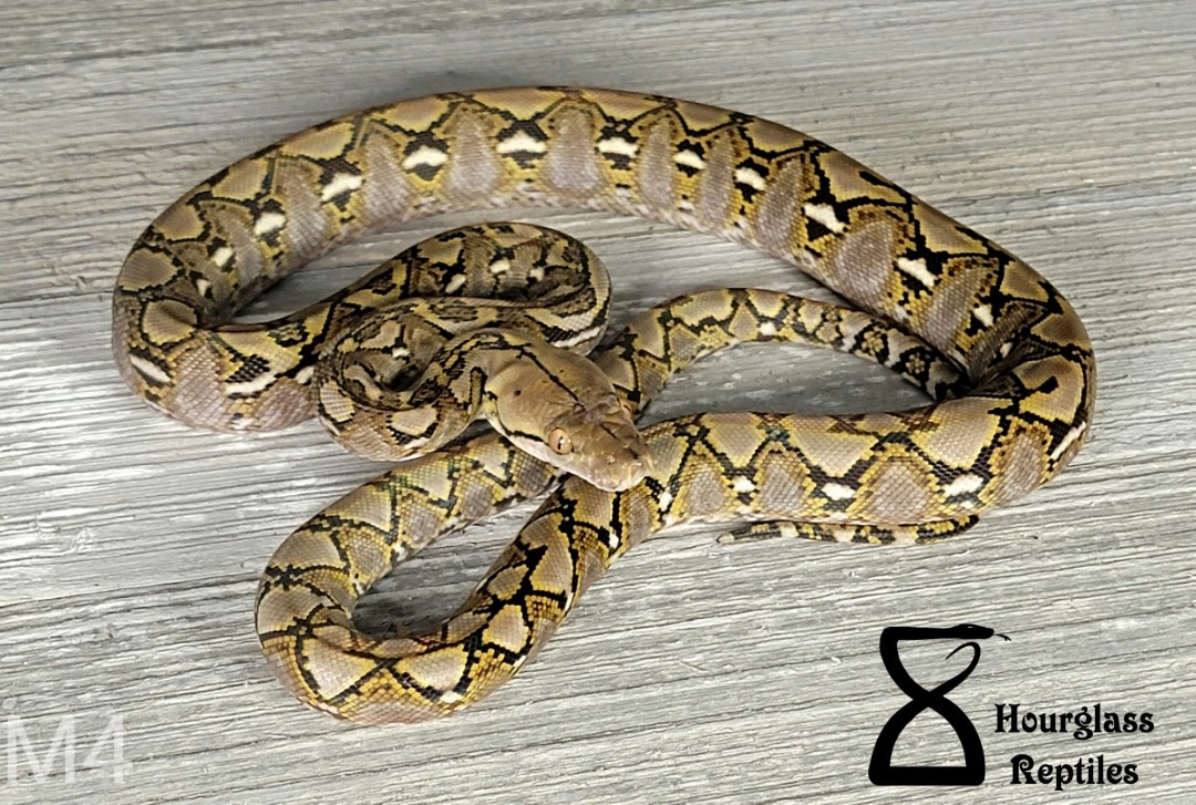 75% Superdwarf Reticulated Python by Hourglass Reptiles - MorphMarket