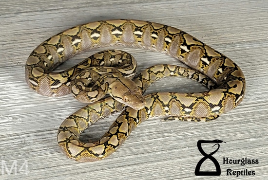 75% Superdwarf Reticulated Python by Hourglass Reptiles
