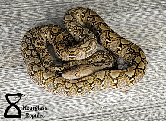 75% Superdwarf Reticulated Python by Hourglass Reptiles