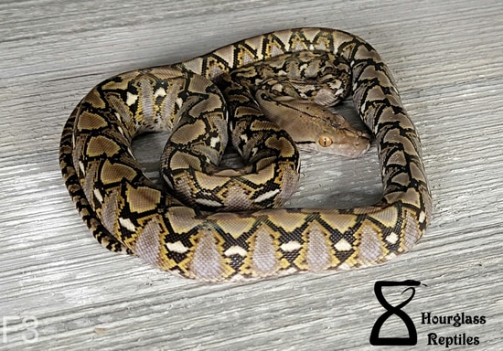 75% Superdwarf Reticulated Python by Hourglass Reptiles