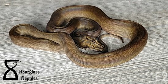 Golden Child Phantom Reticulated Python by Hourglass Reptiles