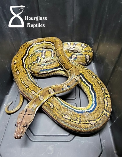 Sunfire Anthrax Reticulated Python by Hourglass Reptiles