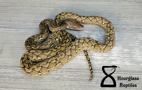 F2 Kalaotoa Superdwarf Reticulated Python by Hourglass Reptiles