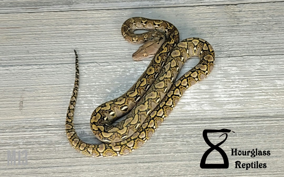 75% Superdwarf Reticulated Python by Hourglass Reptiles - MorphMarket