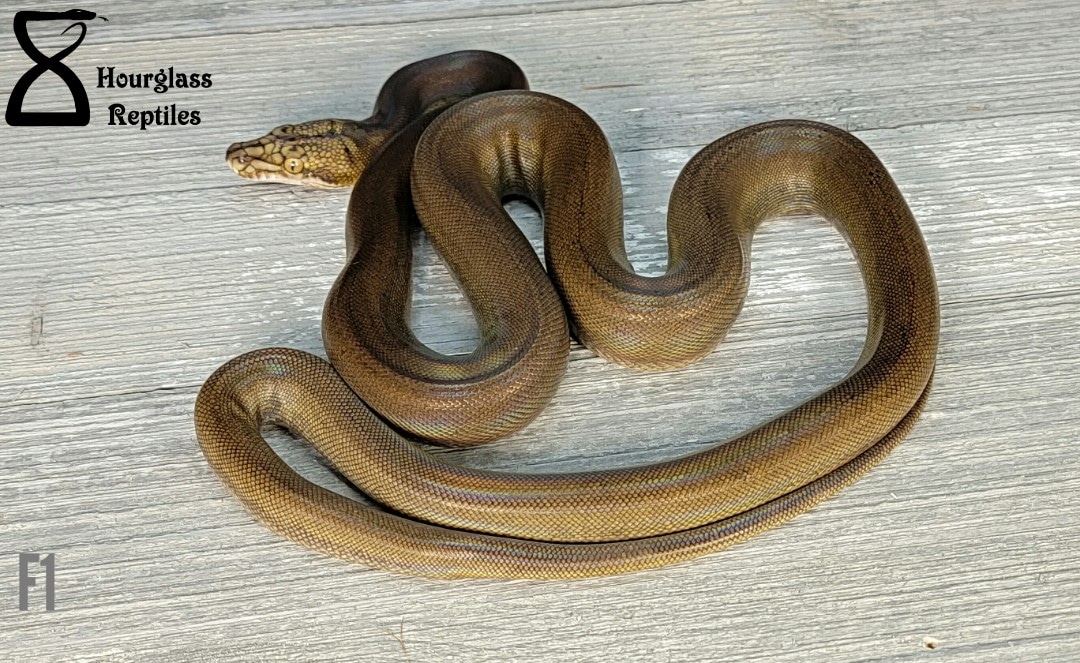 Goldenchild Phantom Reticulated Python by Hourglass Reptiles - MorphMarket