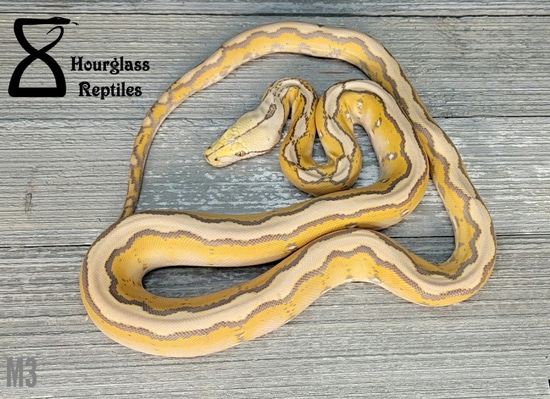Motley Orangeglow Reticulated Python by Hourglass Reptiles