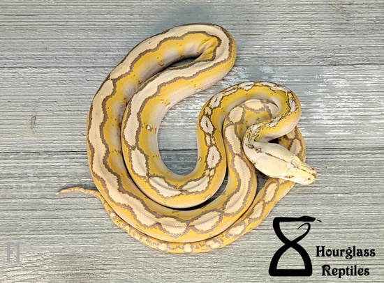 Motley Orangeglow Reticulated Python by Hourglass Reptiles