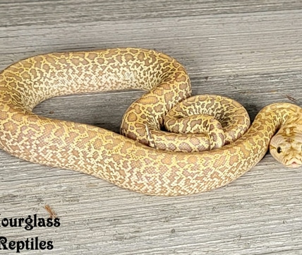 Hypo Granite 66% Het Albino Burmese Python by Hourglass Reptiles ...