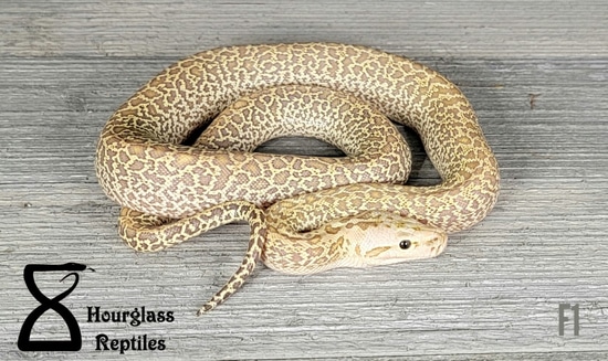 Hypo Granite 66% Het Albino Burmese Python by Hourglass Reptiles