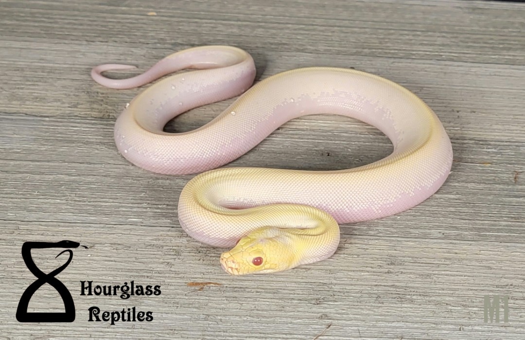 Blizzard Poss Granite 66% Het Granite Burmese Python by Hourglass ...