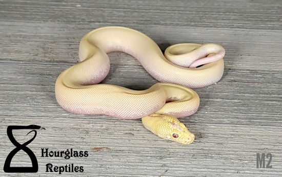Blizzard Poss Granite 66% Poss Het Granite Burmese Python by Hourglass ...