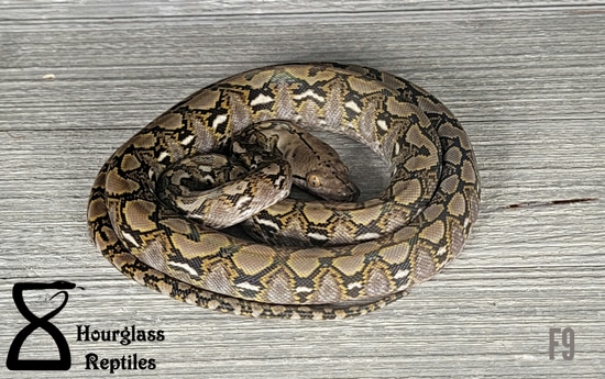 75% Superdwarf, 50% Kalatoa, 25% Unknown Local Superdwarf Reticulated ...